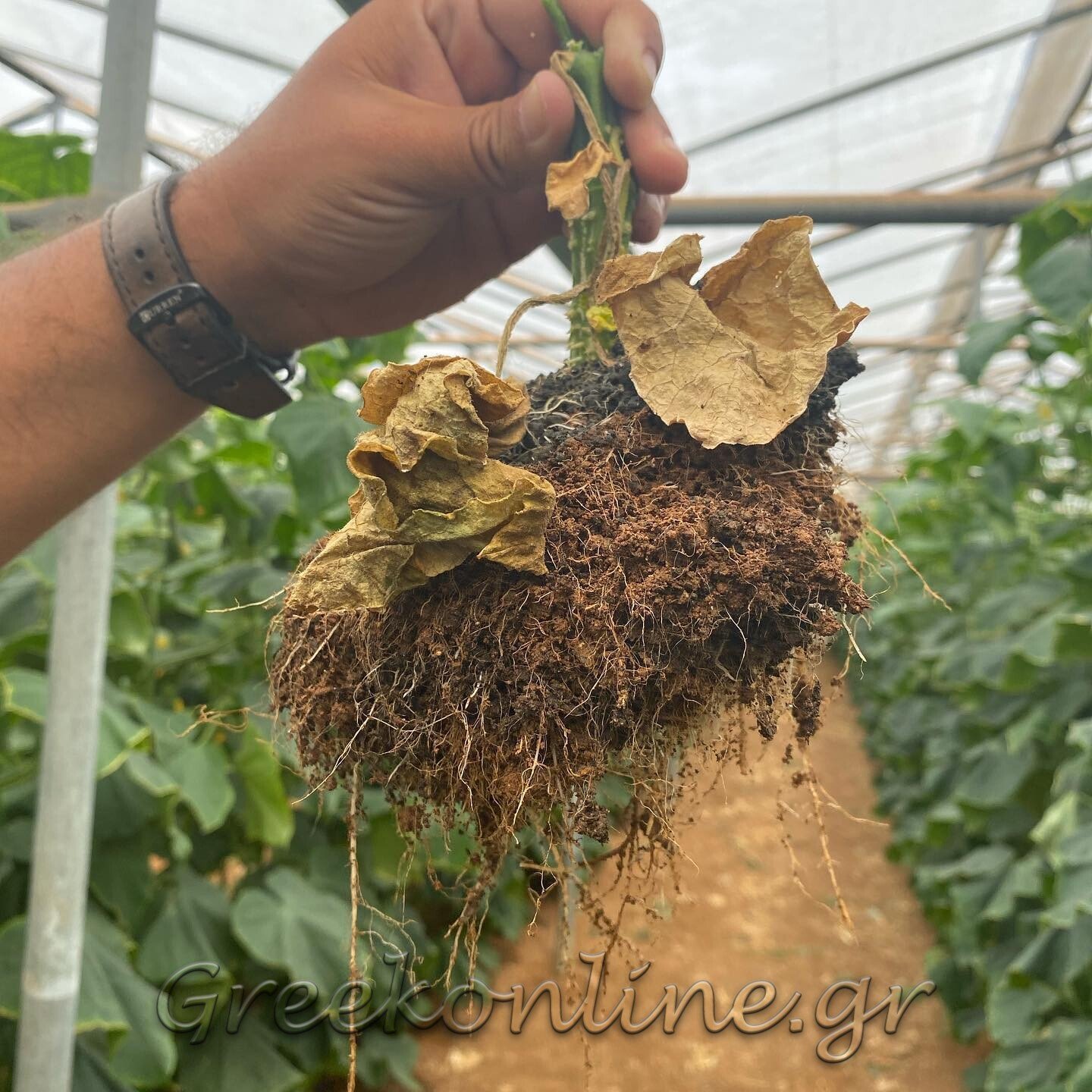 ΓΕΩΡΓΙΚΑ ΕΦΟΔΙΑ ΙΕΡΑΠΕΤΡΑ ΛΑΣΙΘΙΟΥ "AGROEXPER" ΑΓΡΟΕΞΠΕΡ Ε.Ε ...