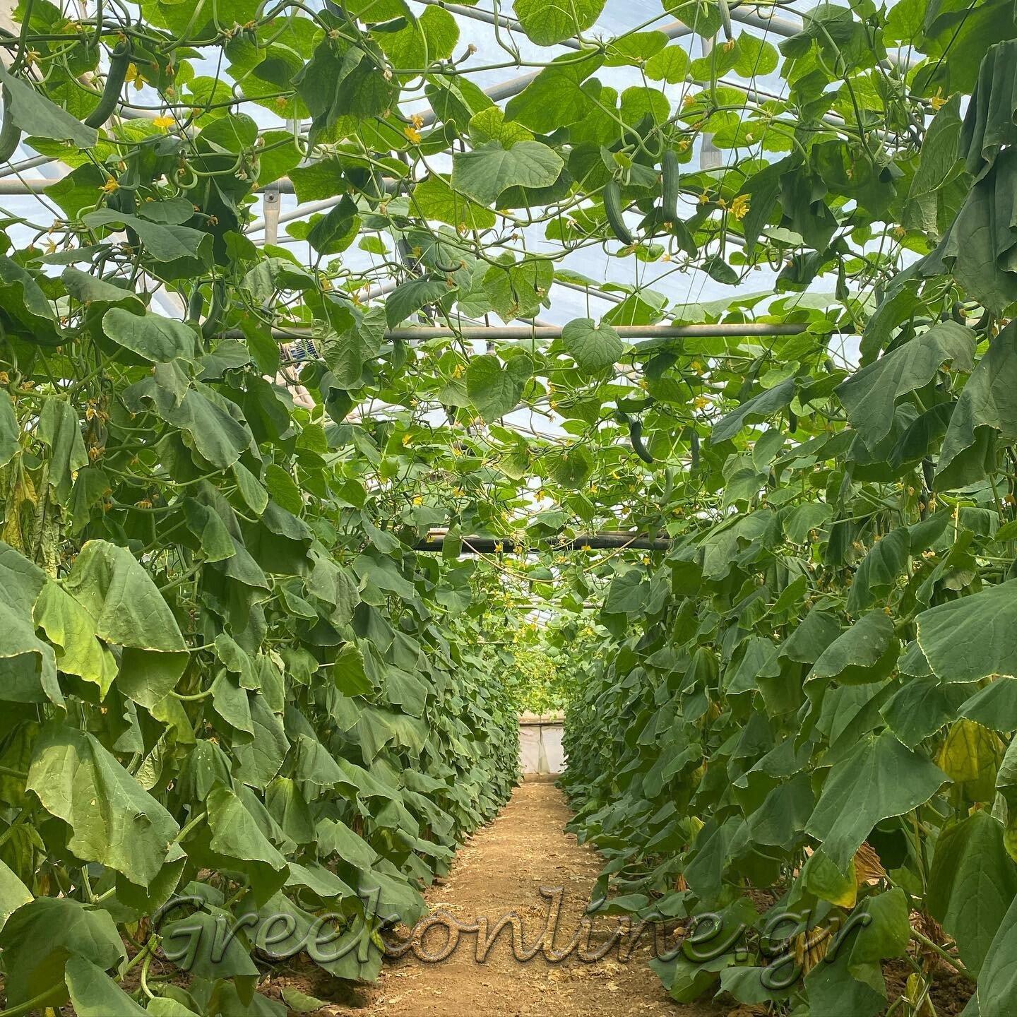 ΓΕΩΡΓΙΚΑ ΕΦΟΔΙΑ ΙΕΡΑΠΕΤΡΑ ΛΑΣΙΘΙΟΥ "AGROEXPER" ΑΓΡΟΕΞΠΕΡ Ε.Ε ...