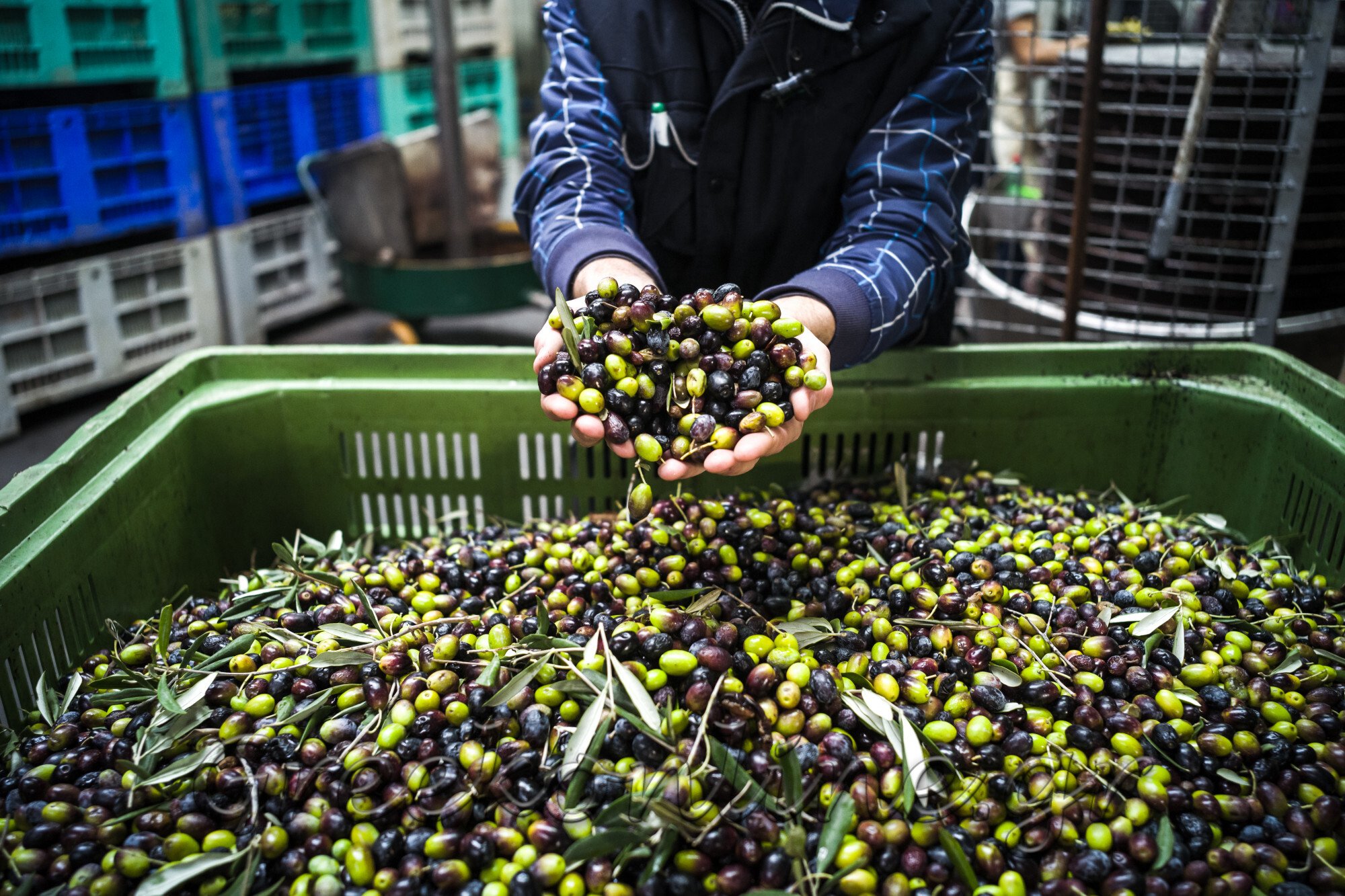 ΕΛΑΙΟΤΡΙΒΕΙΟ ΣΥΚΑΜΙΝΟ ΑΤΤΙΚΗΣ ΤΖΕΒΕΛΕΚΟΣ ΑΘΑΝΑΣΙΟΣ - Ηλεκτρονικός ...