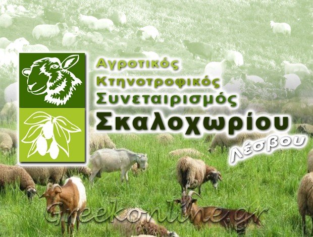 ΑΓΡΟΤΙΚΟΣ ΣΥΝΕΤΑΙΡΙΣΜΟΣ ΣΚΑΛΟΧΩΡΙΟΥ ΛΕΣΒΟΥ "ΑΣ ΣΚΑΛΟΧΩΡΙΟΥ ...