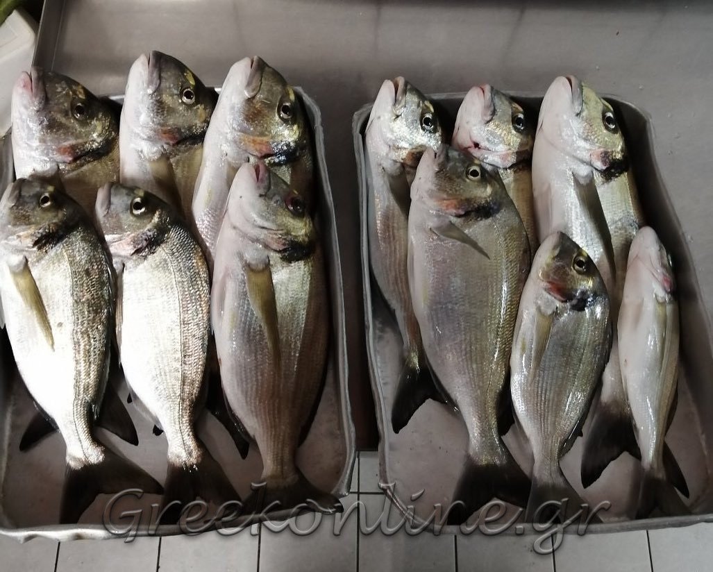 ΨΑΡΟΤΑΒΕΡΝΑ ΚΑΡΑΒΟΜΥΛΟΣ ΣΤΥΛΙΔΑΣ "ΚΑΡΑΒΟΜΥΛΟΣ" ΚΑΤΣΙΝΟΣ ΓΕΩ. & ΚΩΝ ...