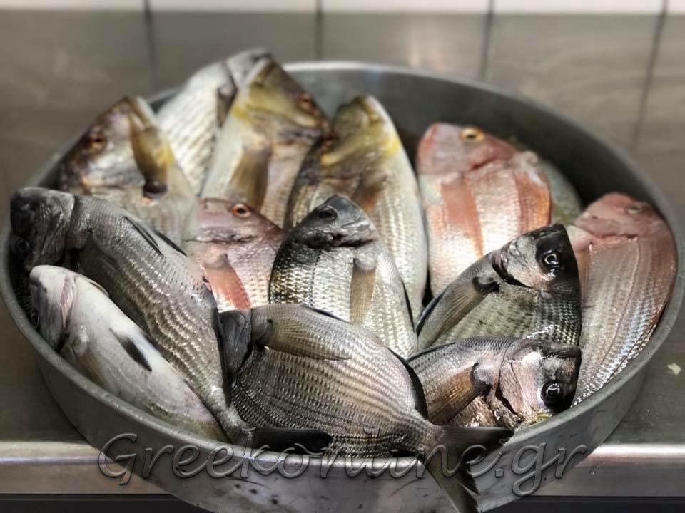 ΨΑΡΟΤΑΒΕΡΝΑ ΚΑΡΑΒΟΜΥΛΟΣ ΣΤΥΛΙΔΑΣ "ΚΑΡΑΒΟΜΥΛΟΣ" ΚΑΤΣΙΝΟΣ ΓΕΩ. & ΚΩΝ ...