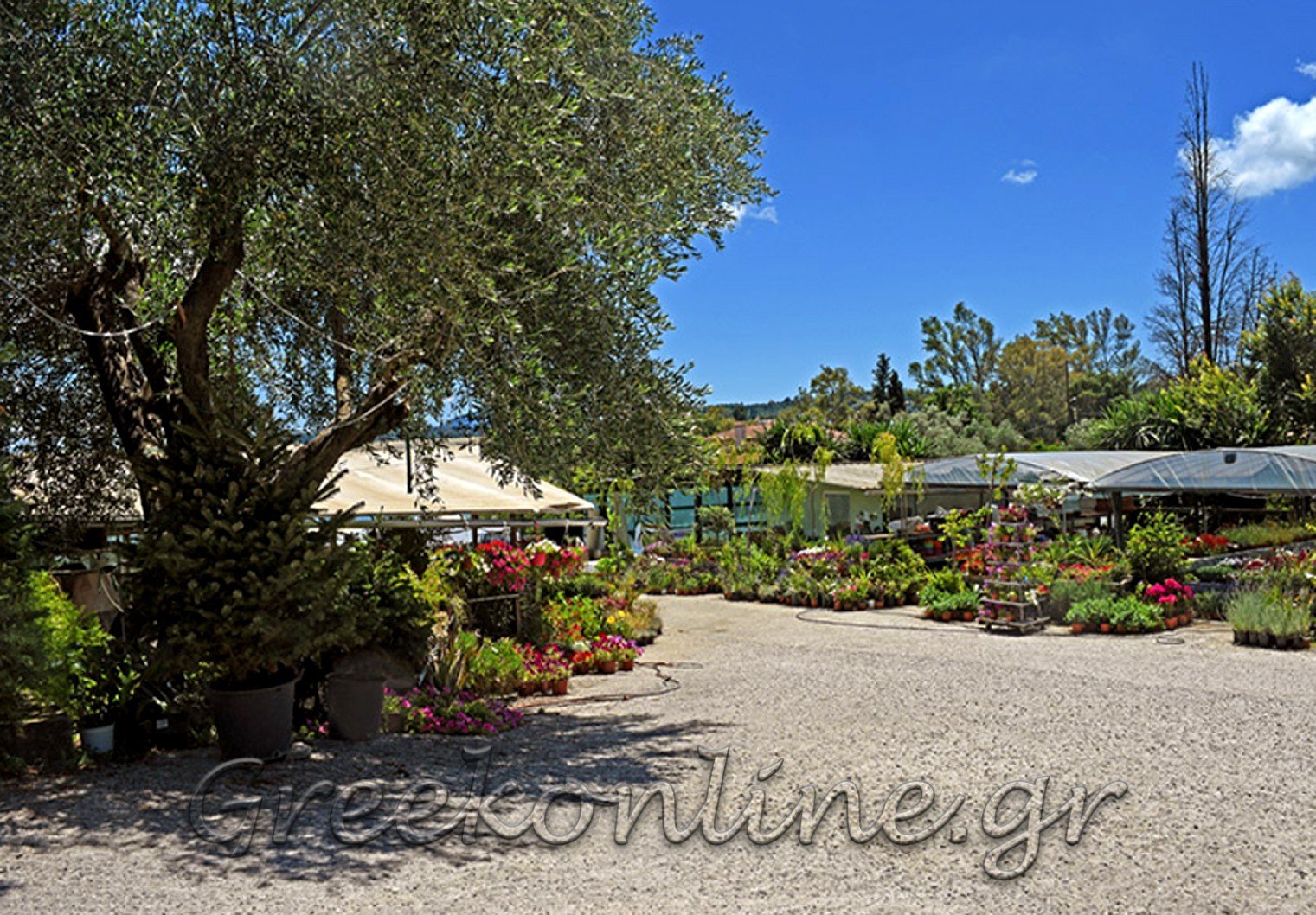 ΦΥΤΩΡΙΟ ΚΕΡΚΥΡΑ "ΦΥΤΩΡΙΑ ΝΙΚΟΛΑΣ" ΝΙΚΟΛΑΣ ΓΕΩΡΓΙΟΣ - Ηλεκτρονικός ...