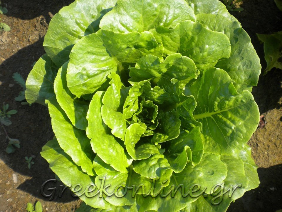 ΧΟΝΔΡΙΚΟ ΕΜΠΟΡΙΟ ΟΠΩΡΟΚΗΠΕΥΤΙΚΩΝ ΜΕΝΕΜΕΝΗ ΘΕΣΣΑΛΟΝΙΚΗ "ΛΑΧΑΝΟΚΗΠΟΣ ...