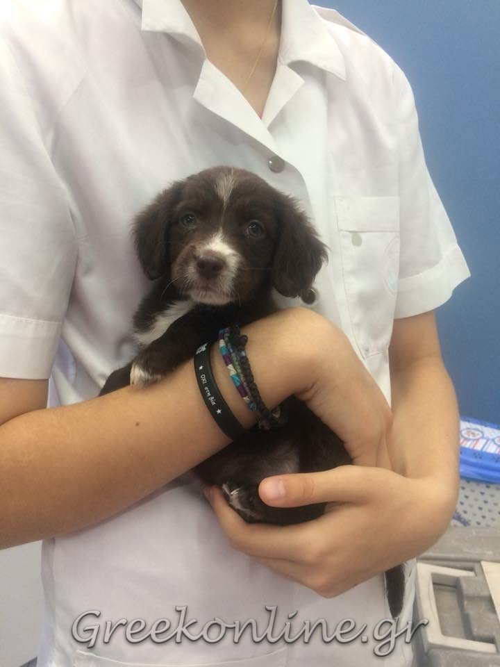 ΚΤΗΝΙΑΤΡΟΣ ΑΜΠΕΛΑΚΙΑ ΣΑΛΑΜΙΝΑΣ ΚΟΚΛΙΩΤΗ ΜΑΡΙΑ - Ηλεκτρονικός Κατάλογος ...