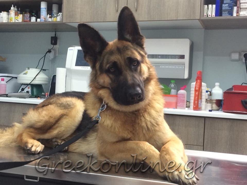 ΚΤΗΝΙΑΤΡΟΣ ΑΜΠΕΛΑΚΙΑ ΣΑΛΑΜΙΝΑΣ ΚΟΚΛΙΩΤΗ ΜΑΡΙΑ - Ηλεκτρονικός Κατάλογος ...