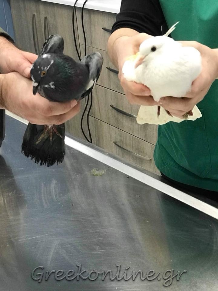 ΚΤΗΝΙΑΤΡΟΣ ΑΜΠΕΛΑΚΙΑ ΣΑΛΑΜΙΝΑΣ ΚΟΚΛΙΩΤΗ ΜΑΡΙΑ - Ηλεκτρονικός Κατάλογος ...