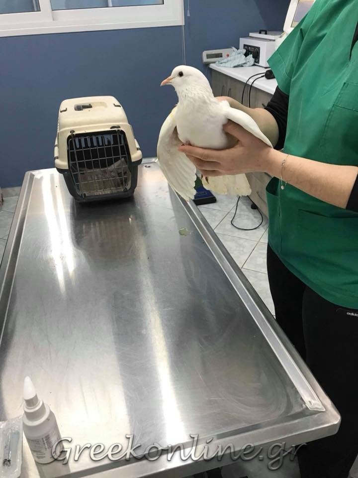 ΚΤΗΝΙΑΤΡΟΣ ΑΜΠΕΛΑΚΙΑ ΣΑΛΑΜΙΝΑΣ ΚΟΚΛΙΩΤΗ ΜΑΡΙΑ - Ηλεκτρονικός Κατάλογος ...