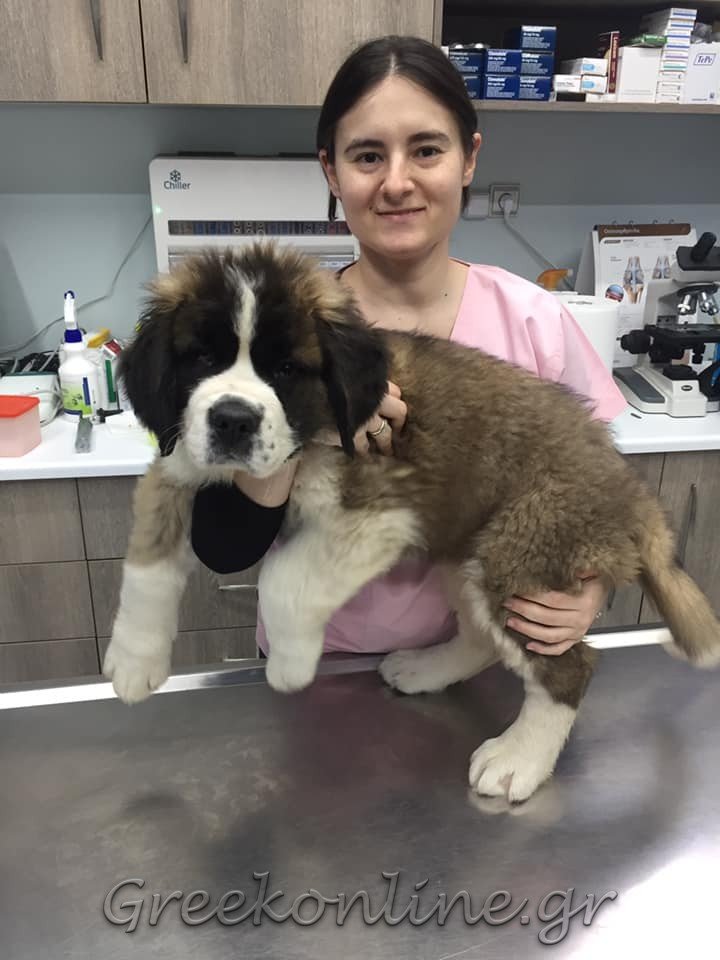 ΚΤΗΝΙΑΤΡΟΣ ΑΜΠΕΛΑΚΙΑ ΣΑΛΑΜΙΝΑΣ ΚΟΚΛΙΩΤΗ ΜΑΡΙΑ - Ηλεκτρονικός Κατάλογος ...