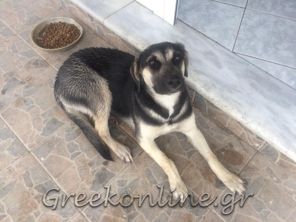 ΚΤΗΝΙΑΤΡΟΣ ΑΜΠΕΛΑΚΙΑ ΣΑΛΑΜΙΝΑΣ ΚΟΚΛΙΩΤΗ ΜΑΡΙΑ - Ηλεκτρονικός Κατάλογος ...