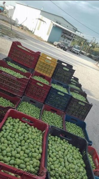 ΕΛΑΙΟΤΡΙΒΕΙΟ ΤΕΡΠΝΗ ΣΕΡΡΩΝ ΜΠΛΙΟΓΚΑΡΑΣ ΣΤΑΘΗΣ - Ηλεκτρονικός Κατάλογος ...