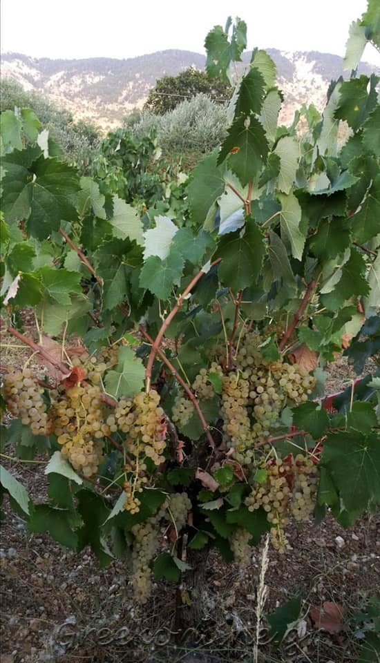 ΟΙΝΟΠΟΙΕΙΟ ΒΑΛΣΑΜΑΤΑ ΚΕΦΑΛΛΗΝΙΑΣ "AINOS WINES" ΤΑΒΙΑΝΑΤΟΣ ΣΑΒΒΑΣ ...