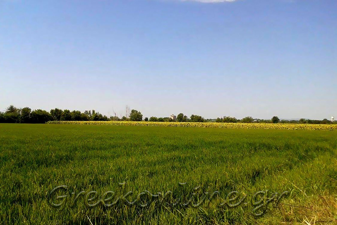 ΕΜΠΟΡΙΑ - ΕΠΕΞΕΡΓΑΣΙΑΣ ΑΓΡΟΤΙΚΩΝ ΠΡΟΪΟΝΤΩΝ ΟΡΕΣΤΙΑΔΑ ΕΒΡΟΥ AGROHELLAS A ...