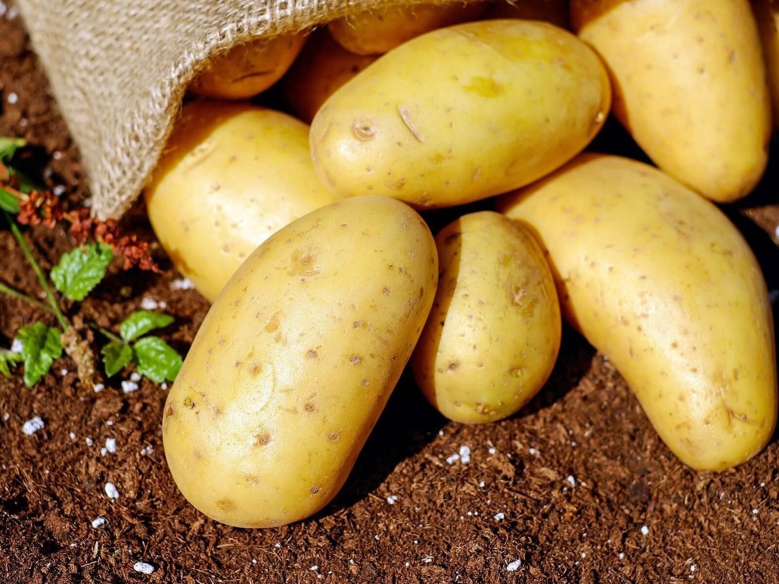 ΧΟΝΔΡΙΚΟ ΕΜΠΟΡΙΟ ΟΠΩΡΟΚΗΠΕΥΤΙΚΩΝ ΑΓ. ΙΩΑΝΝΗΣ ΡΕΝΤΗΣ ΑΤΤΙΚΗΣ ΝΙΚΟΛΑΟΣ ...