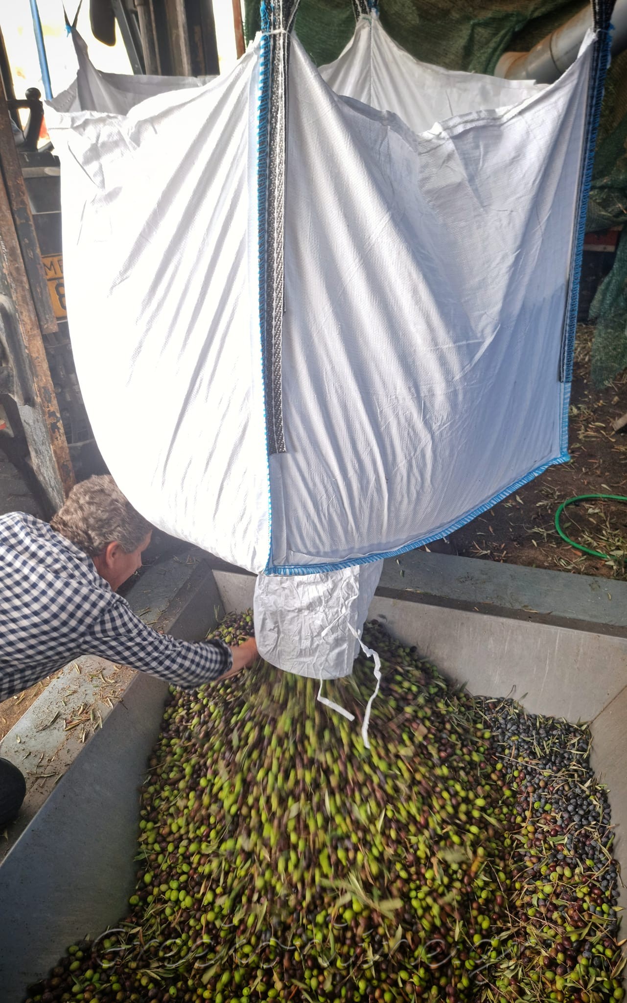 ΕΛΑΙΟΤΡΙΒΕΙΟ ΚΟΜΟΤΗΝΗ THRACIA IKE - Ηλεκτρονικός Κατάλογος Επιχειρήσεων ...